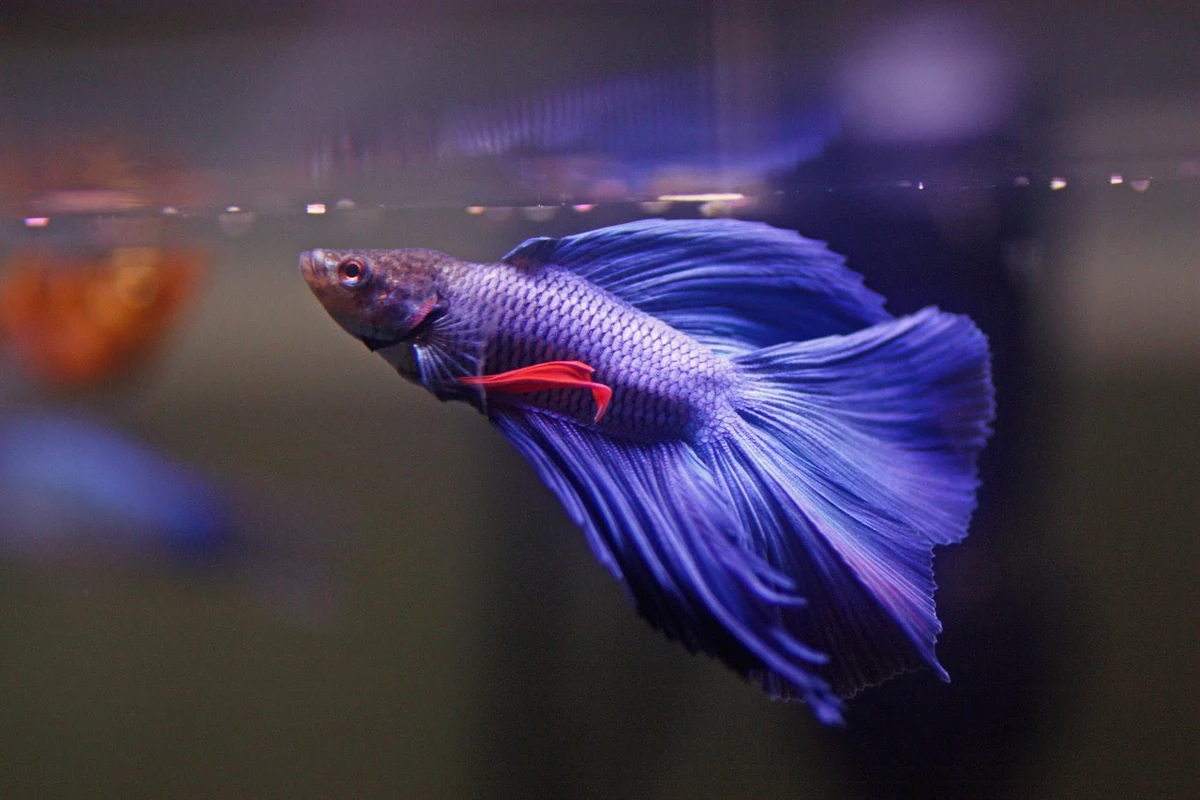 Betta | Animals Wiki | Fandom