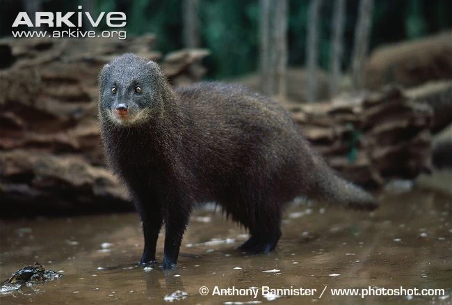 Marsh Mongoose | Animals Wiki | Fandom
