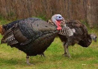Category:Turkeys | Animals Wiki | Fandom