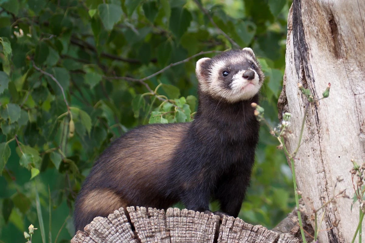 European Polecat | Animals Wiki | Fandom