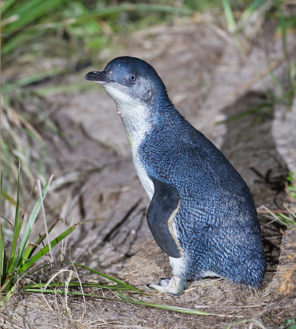 Little Blue Penguin | Animals Wiki | Fandom