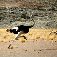Arabian Ostrich | Animals Wiki | Fandom
