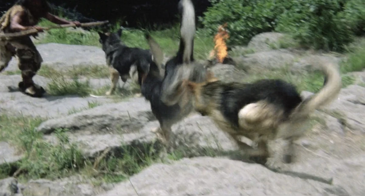 Xenocyon | Animals Wiki | Fandom