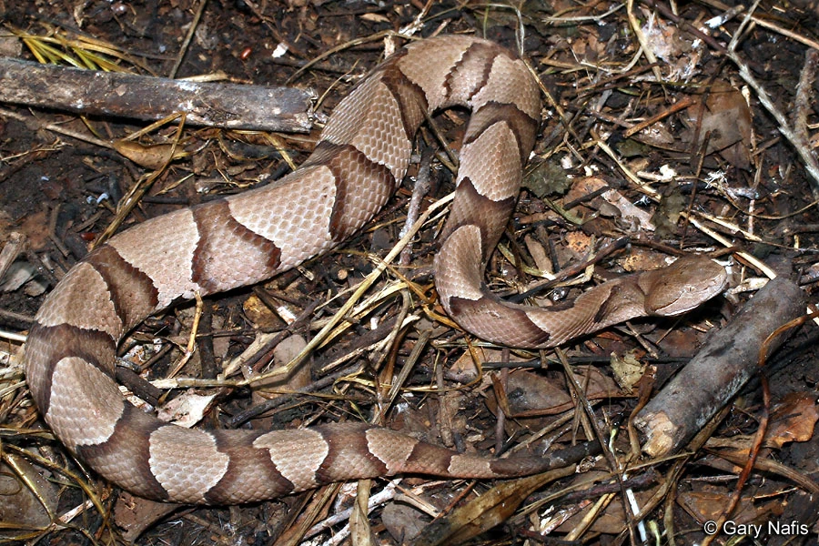 Copperhead | Animals Wiki | Fandom