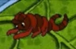 Scolopendra cataracta | Animals Wiki | Fandom