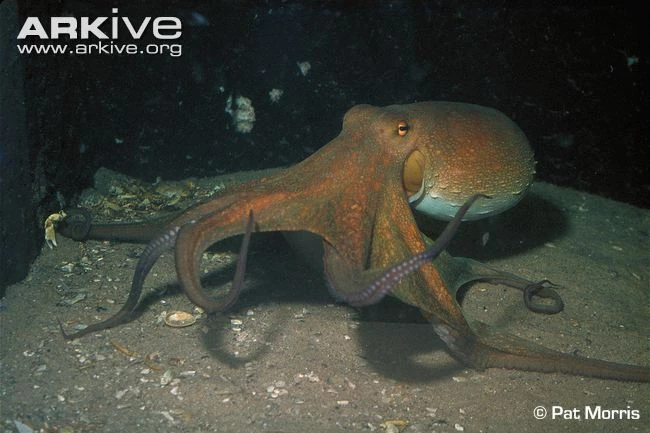 Common Octopus | Animals Wiki | Fandom