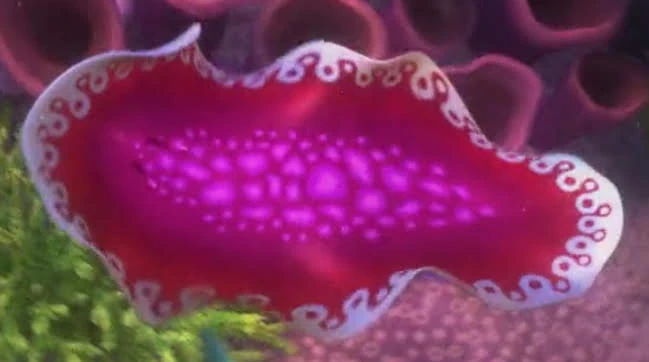 Spanish Dancer | Animals Wiki | Fandom