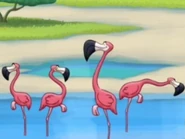 Greater Flamingo | Animals Wiki | Fandom