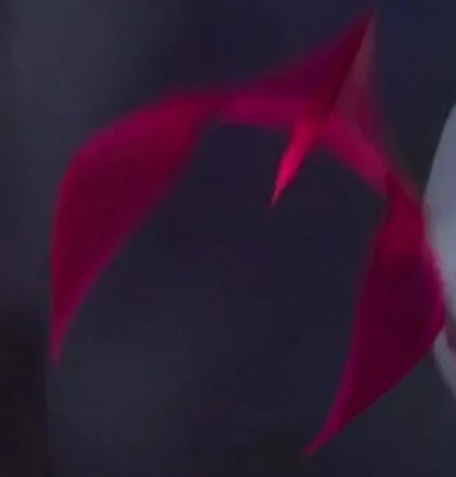 Sordes | Animals Wiki | Fandom