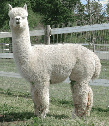 Alpaca | Animals Wiki | Fandom