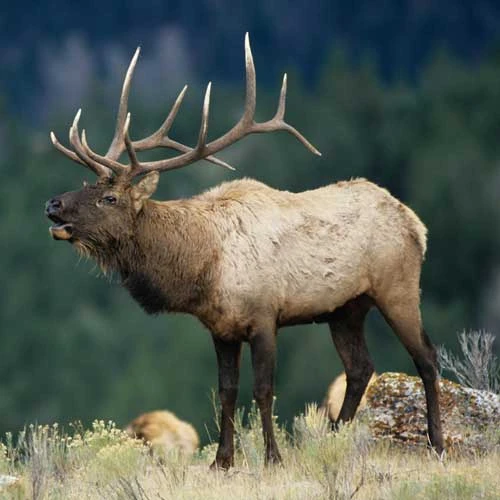 Elk | Animals Wiki | Fandom