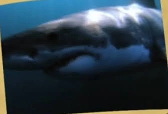 Japanese Shortnose Spurdog | Animals Wiki | Fandom