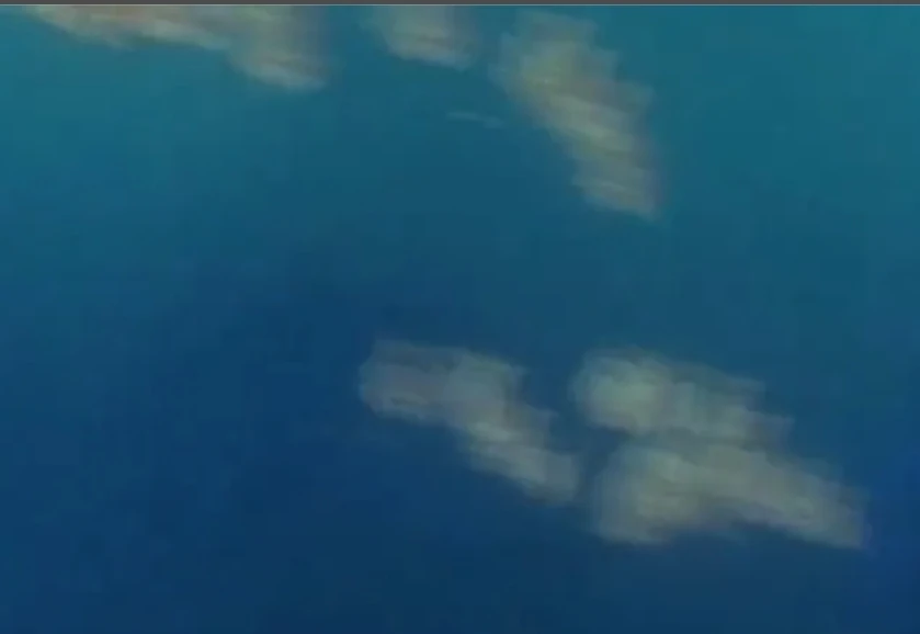 Midnight Snapper | Animals Wiki | Fandom