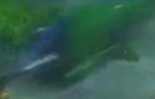 Redtoothed Triggerfish | Animals Wiki | Fandom