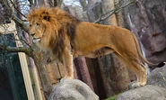 Open Season Series (NatureRules1 Version) | Animals Wiki | Fandom