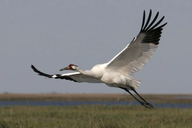 Whooping Crane | Animals Wiki | Fandom