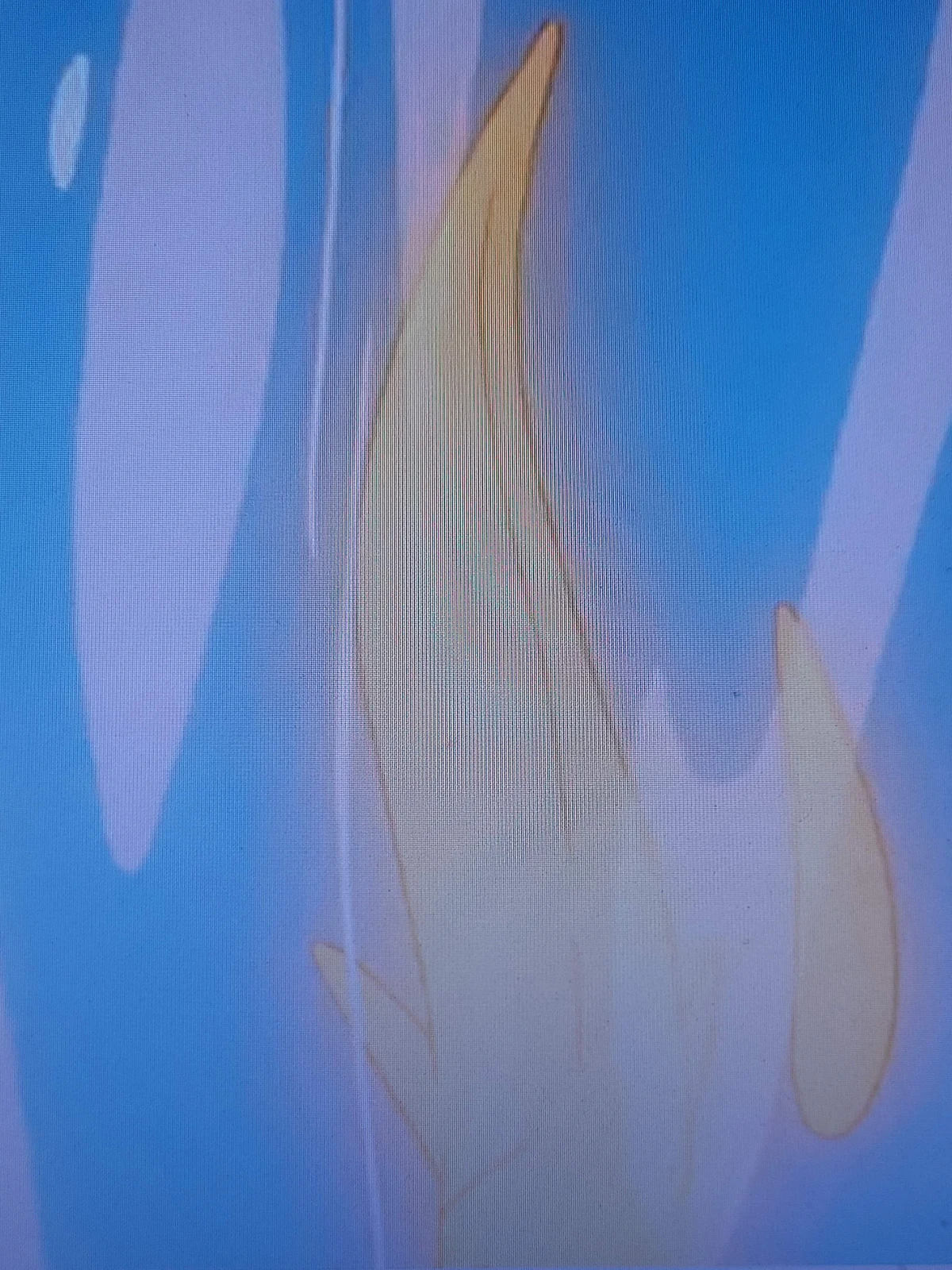 Sharptooth Houndshark | Animals Wiki | Fandom