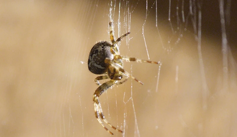 Barn Spider | Animals Wiki | Fandom