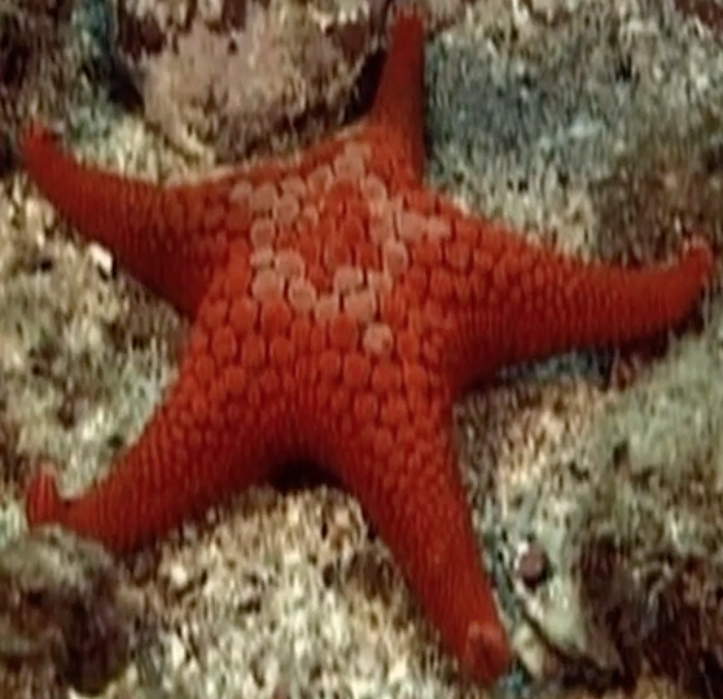 Ocellate Sea Star | Animals Wiki | Fandom