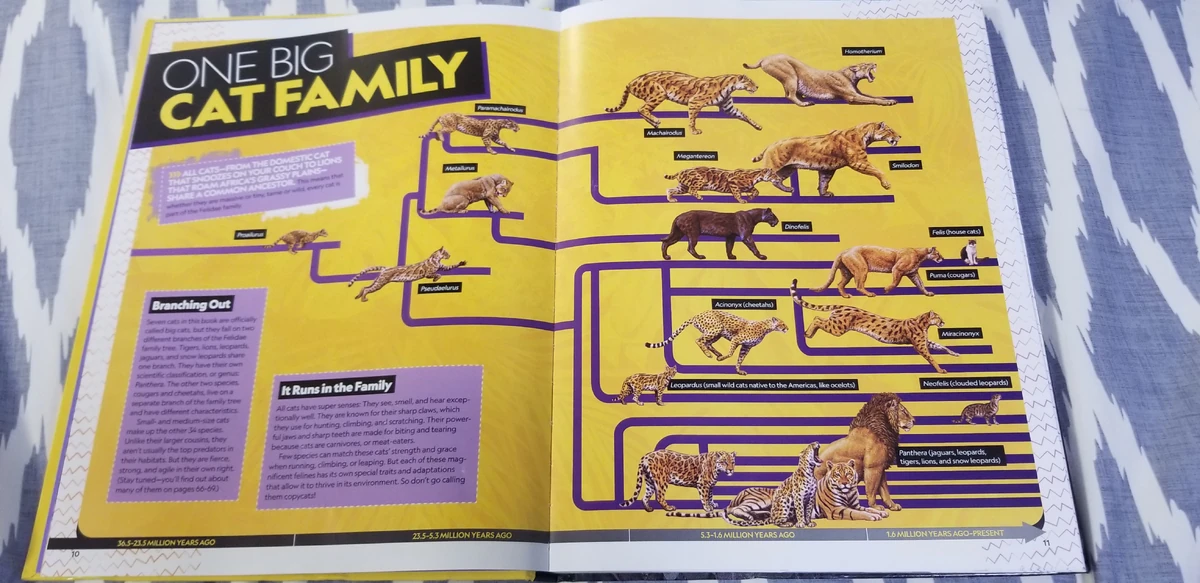 List of Species in The Ultimate Book of Big Cats | Animals Wiki | Fandom