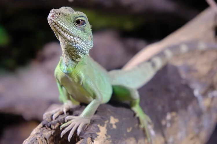 Chinese Water Dragon | Animals Wiki | Fandom