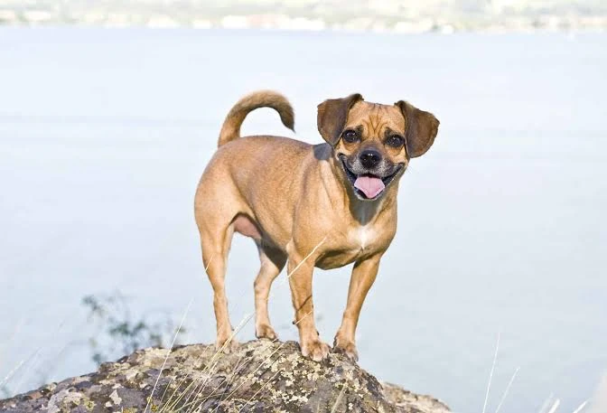 Puggle | Animals Wiki | Fandom