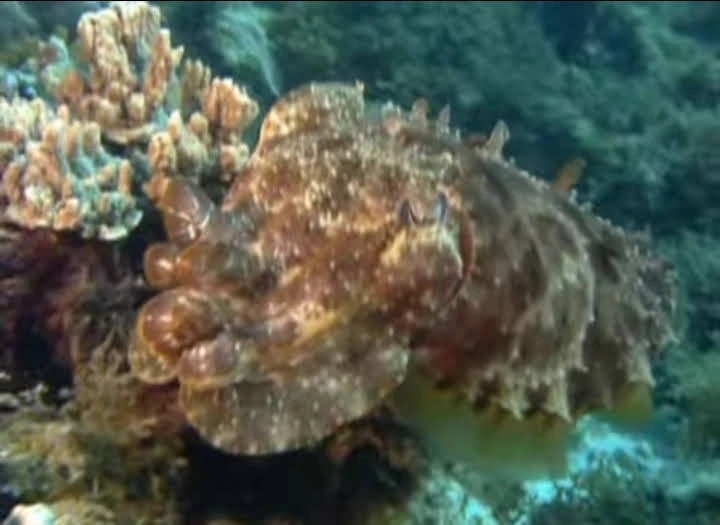 Shortclub Cuttlefish | Animals Wiki | Fandom