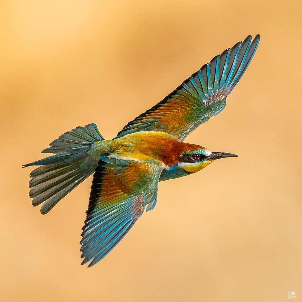 European Bee-eater | Animals Wiki | Fandom