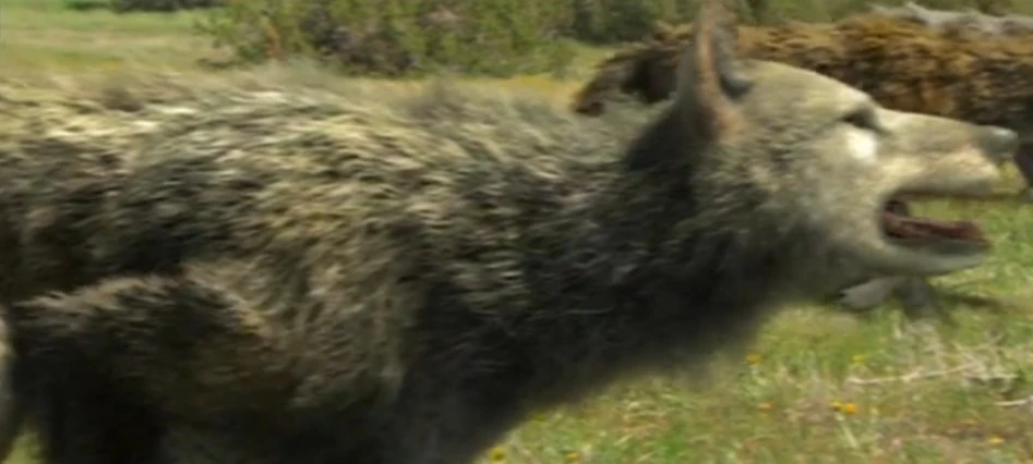 Edward's Wolf | Animals Wiki | Fandom