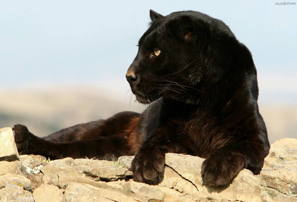 African Black Leopard | Animals Wiki | Fandom
