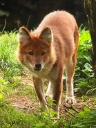 Dhole | Animals Wiki | Fandom