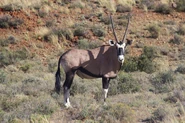 Gemsbok | Animals Wiki | Fandom