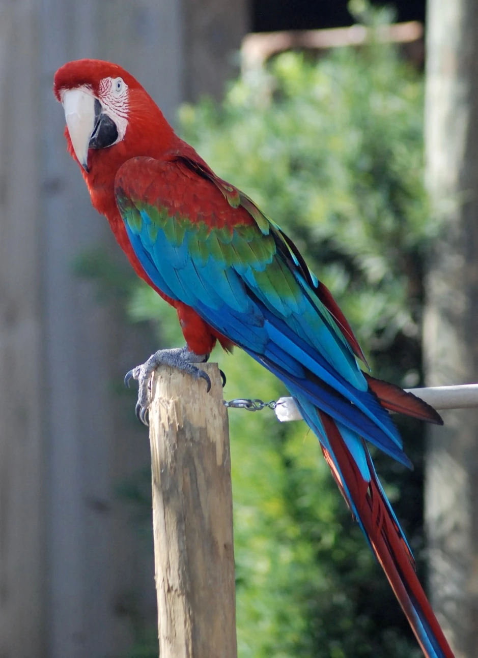 Red-and-Green Macaw | Animals Wiki | Fandom