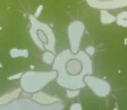 Actaeodes Tomentosus | Animals Wiki | Fandom