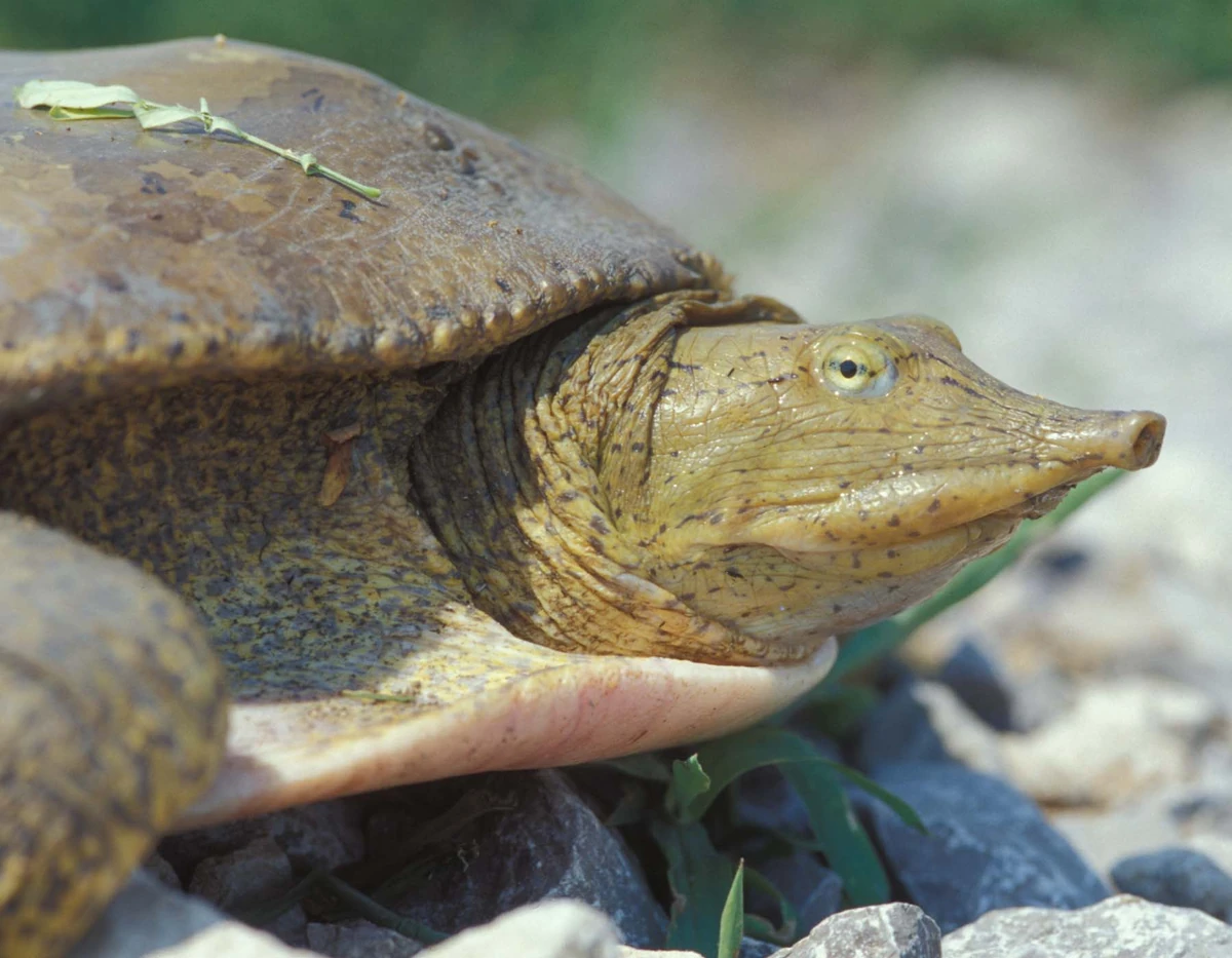 Spiny Softshell Turtle | Animals Wiki | Fandom