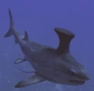 Stethacanthus | Animals Wiki | Fandom