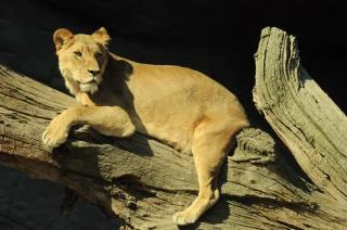 The Lion King (NatureRules1 and AnimalsRule2004 Version) | Animals Wiki ...