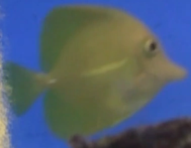 Twospot Surgeonfish | Animals Wiki | Fandom