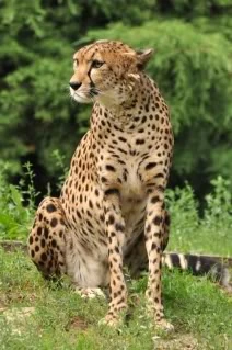 The Giraffe King 1½ | Animals Wiki | Fandom