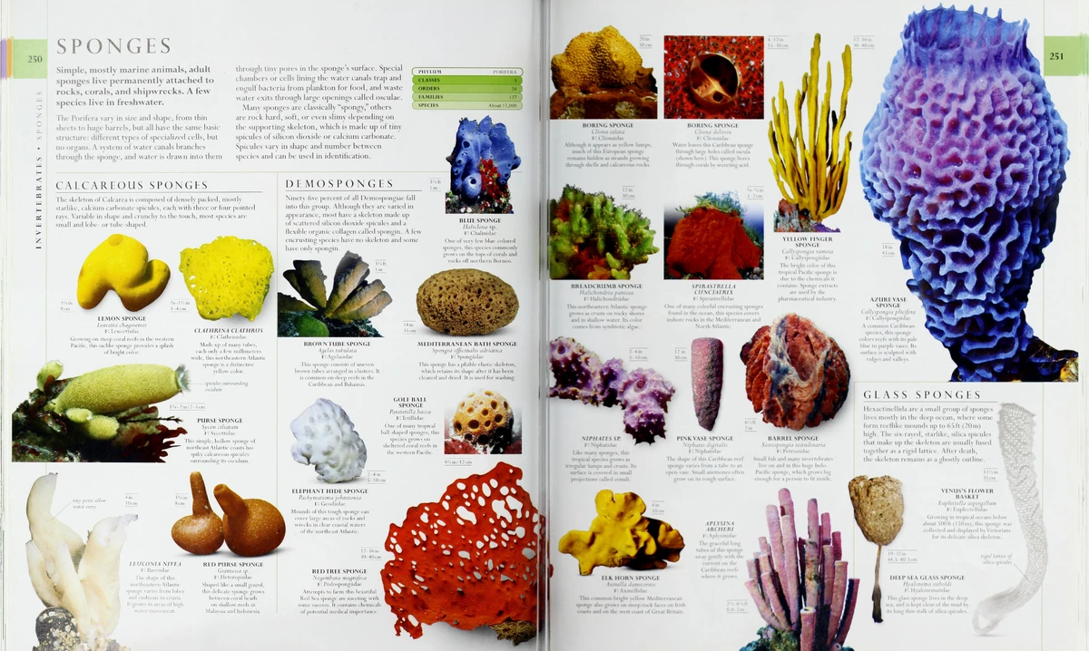 List of species in The natural history book : the ultimate visual guide ...