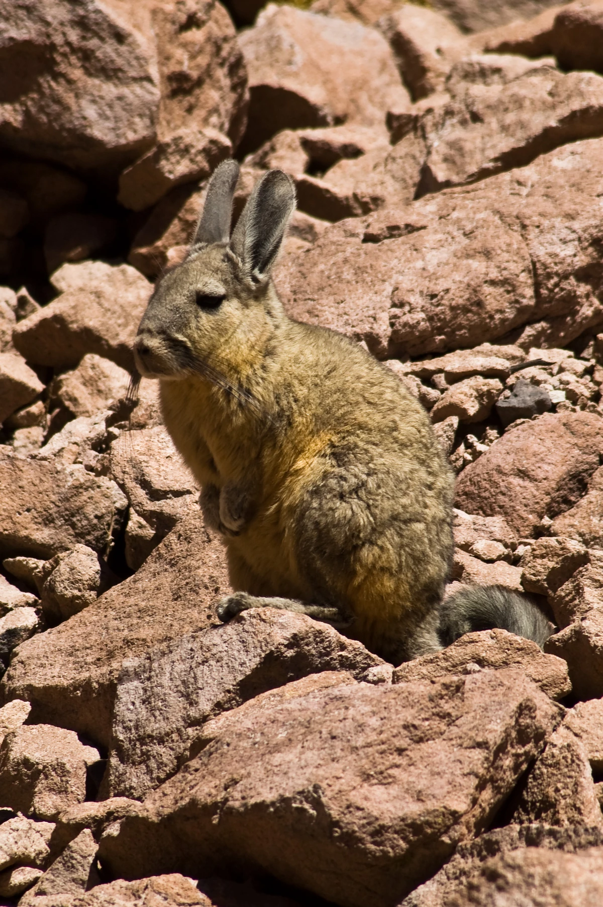 Viscacha | Animals Wiki | Fandom