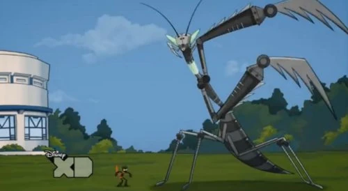 Chinese Mantis | Animals Wiki | Fandom