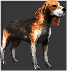 Beagle | Animals Wiki | Fandom
