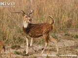Category:NatureRules1 | Animals Wiki | Fandom