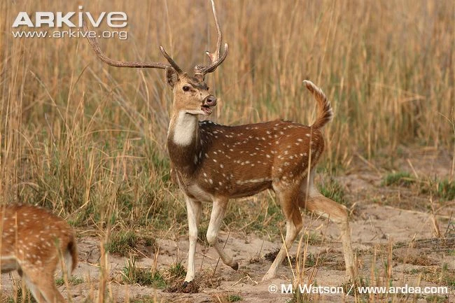 Chital | Animals Wiki | Fandom