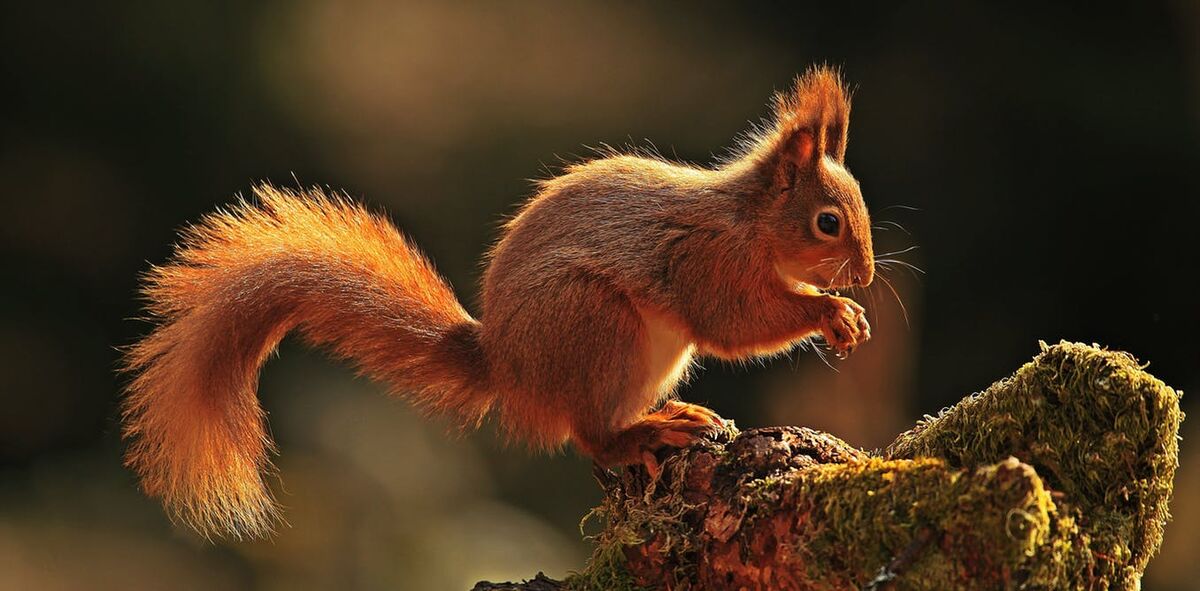 Eurasian Red Squirrel | Animals Wiki | Fandom Eurasian Red Squirrel | Animals Wiki | Fandom