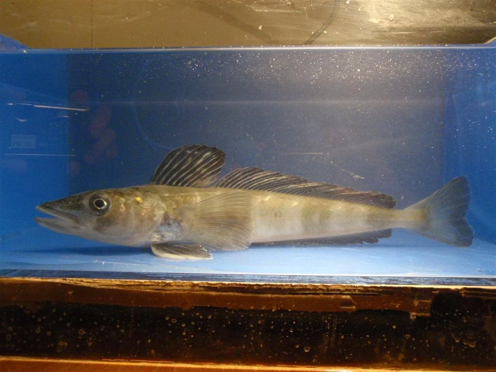 Mackerel Icefish | Animals Wiki | Fandom