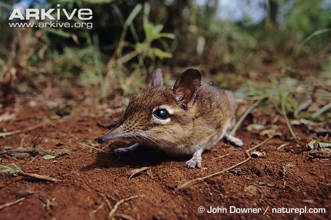Rufous Sengi | Animals Wiki | Fandom