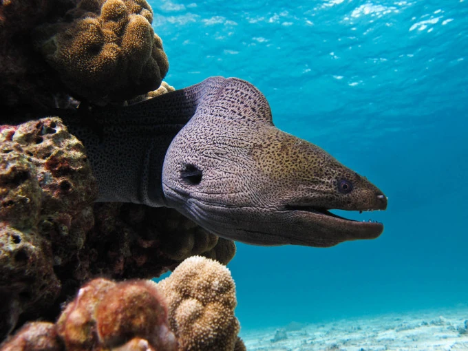 Giant Moray | Animals Wiki | Fandom