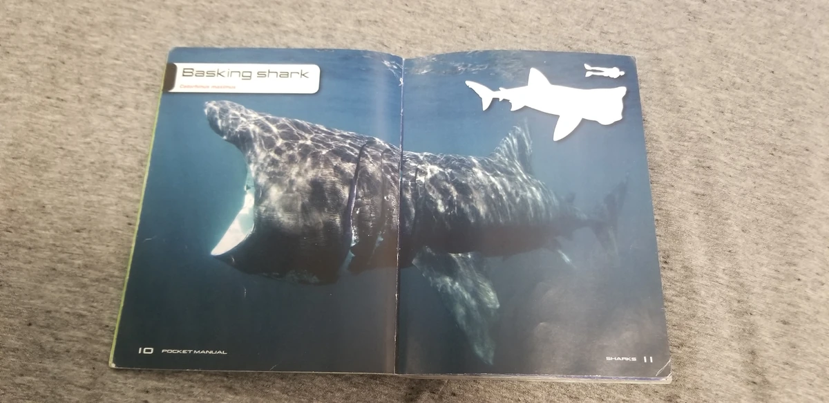 List of Species in Pocket Manual Sharks | Animals Wiki | Fandom